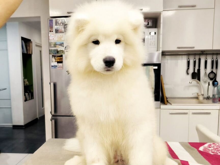 Самоедская лайка щенки Самара