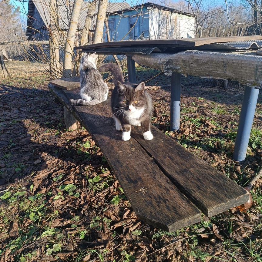Котята в добрые руки