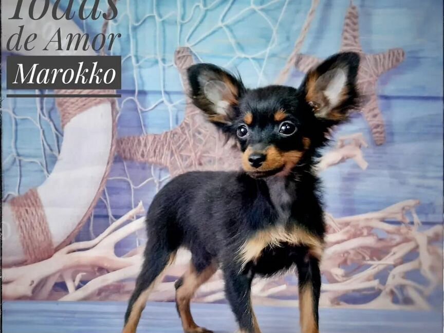 Случка собак