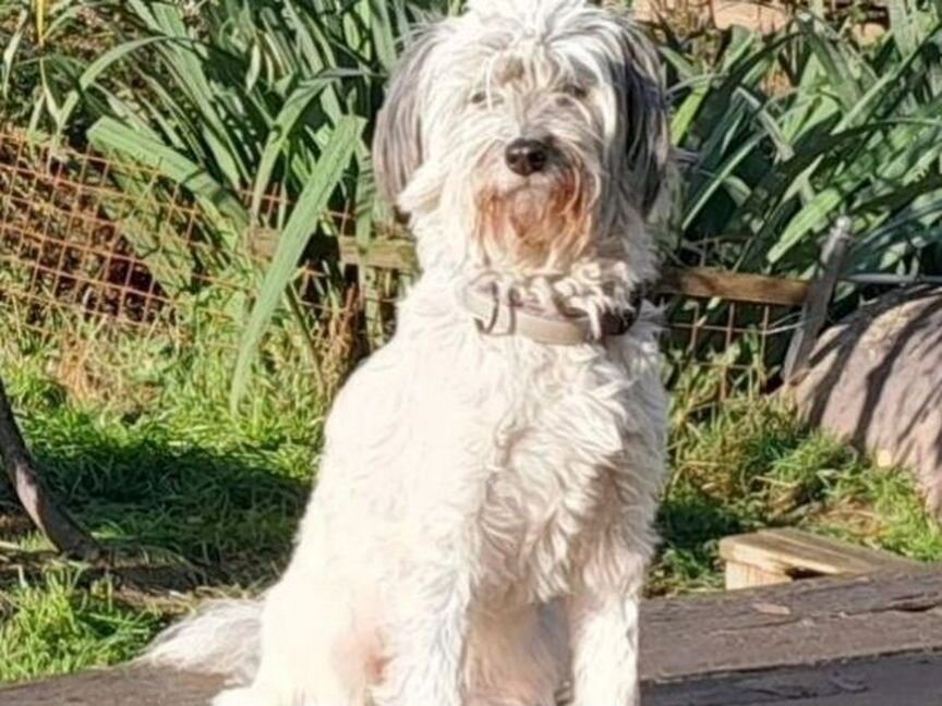 Нежная Жасмин в добрые руки ищет дом/передержку