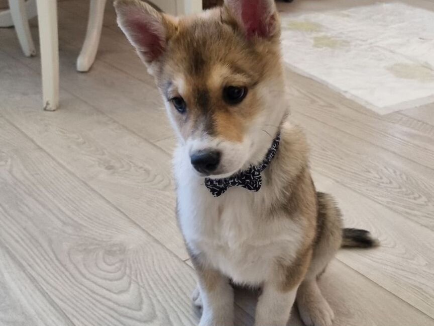 Щенок мальчик в добрые руки