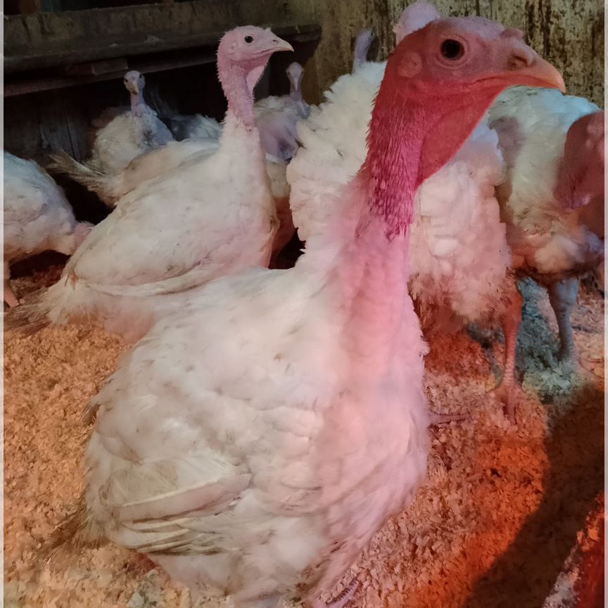 Бройлеры живым весом