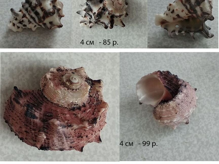 Морские ракушки
