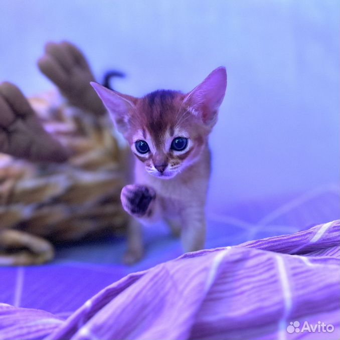Абиссинская малышка (2,5 месяца)