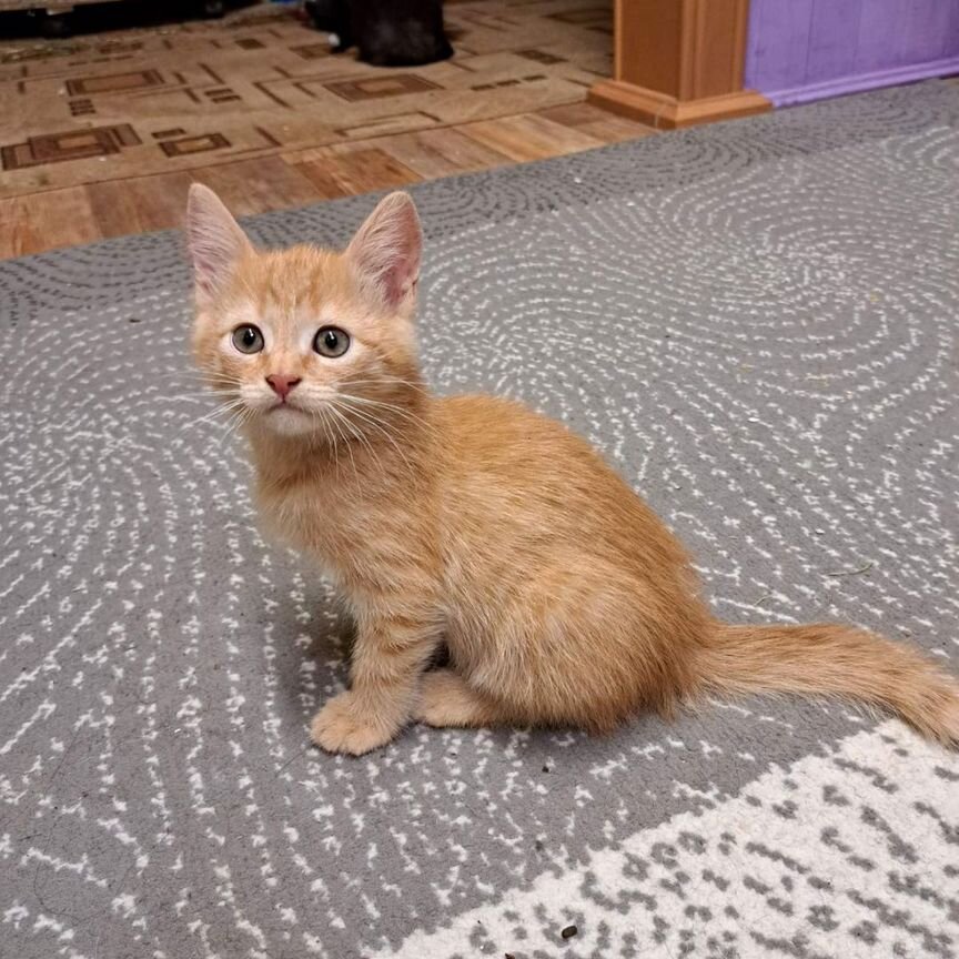 Отдам котенка в добрые руки