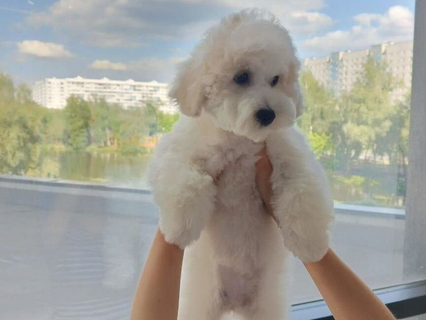 Щенок Бишон фризе