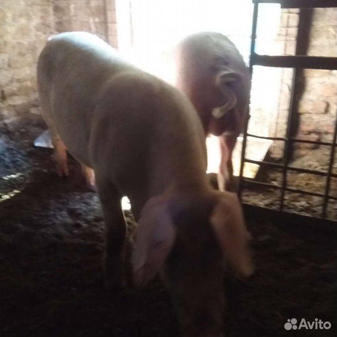 Хряки большая белая 5 месяцев