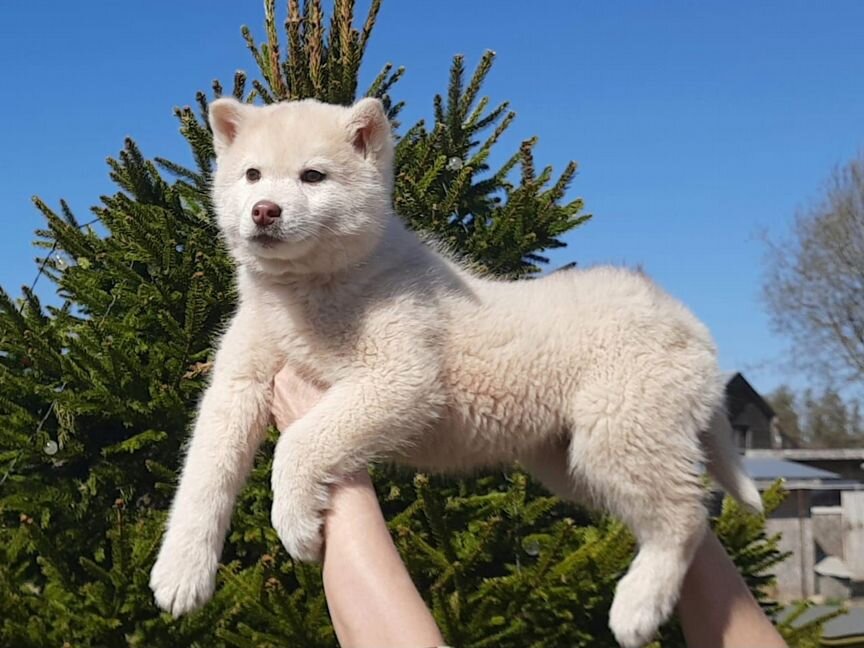 Сибирский хаски РКФ