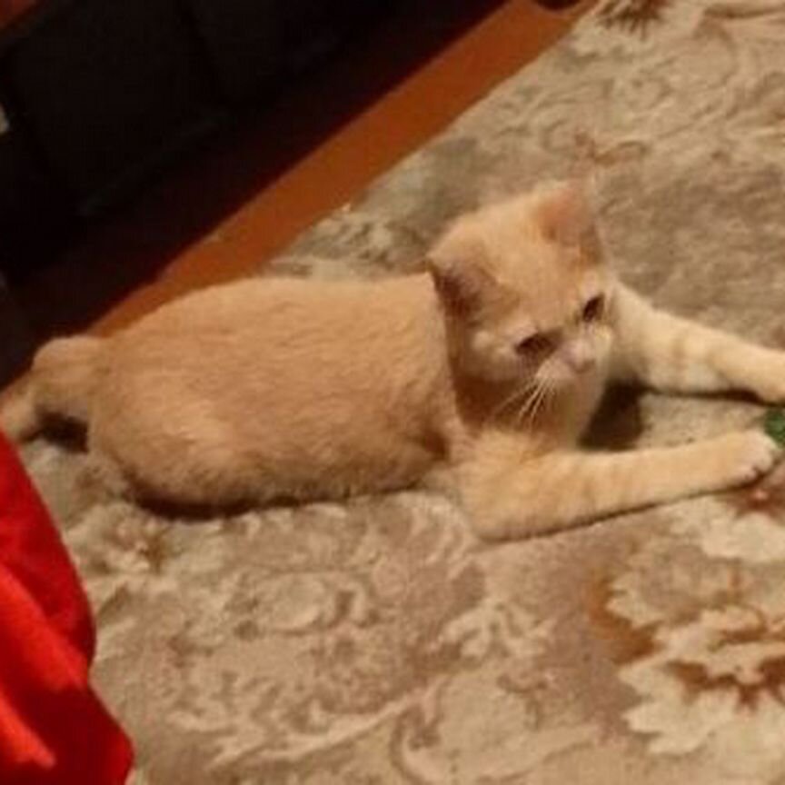 Рыжий котик бесплатно