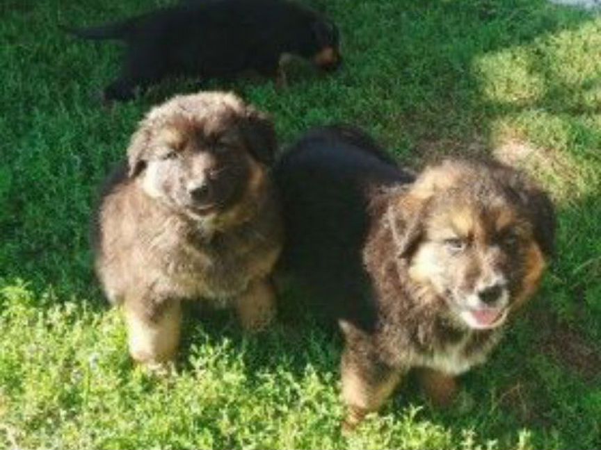 Спокойные, уровновешеные щеночки