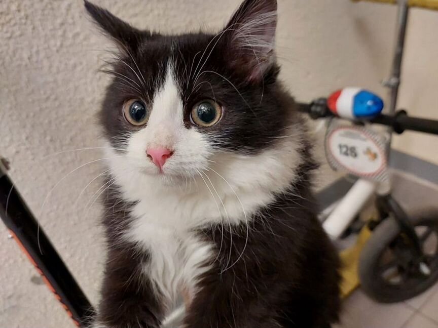 Котенок подкидыш