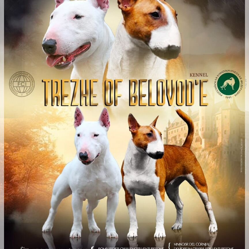 Мини-бультерьер, щенок