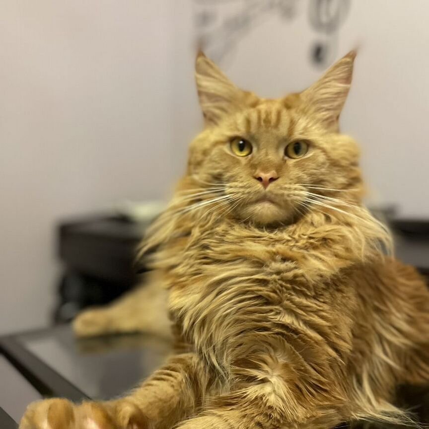 Мейн-кун кот для вязки