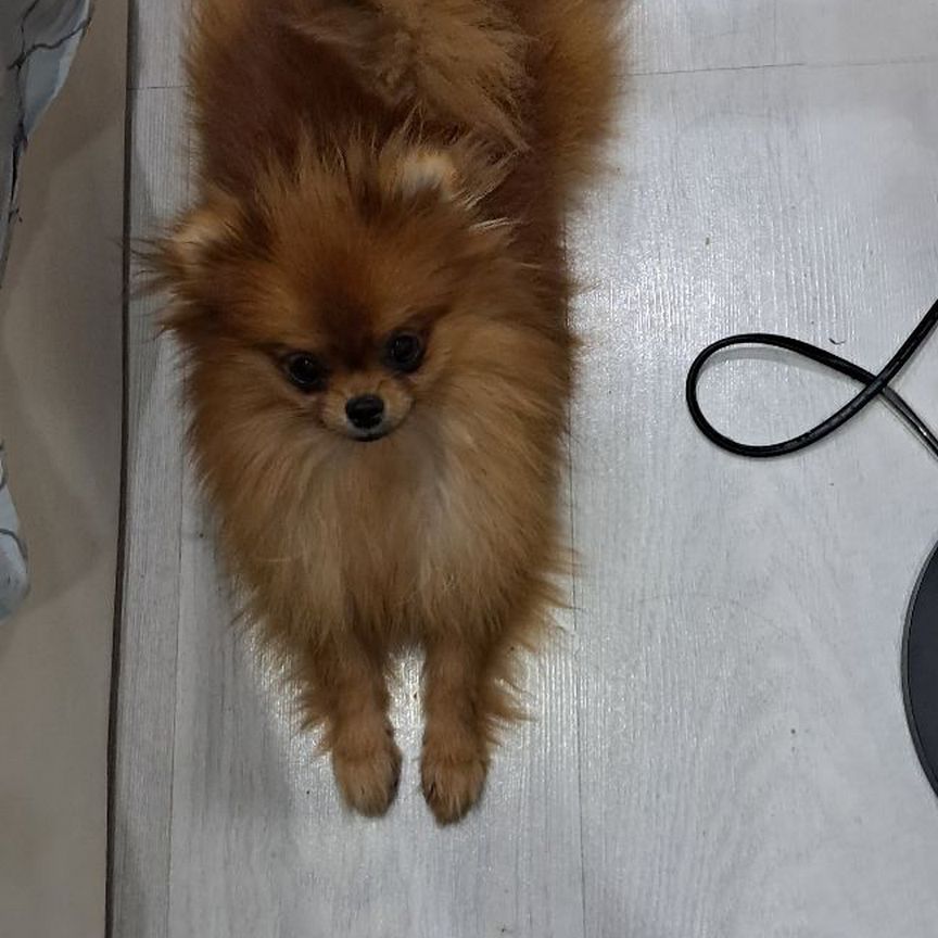 Мини шпиц(маленькая)