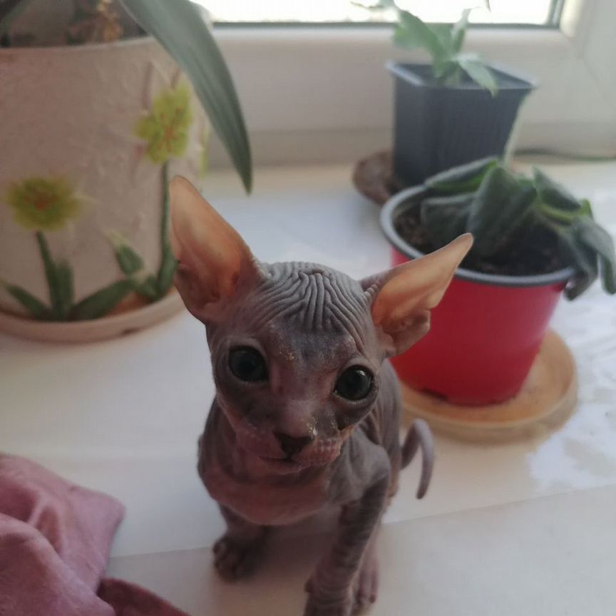 Канадский сфинкс