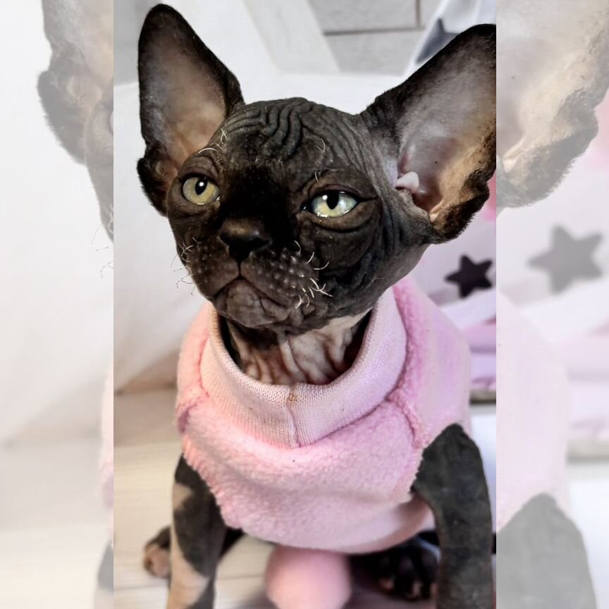 Канадский сфинкс котёнок