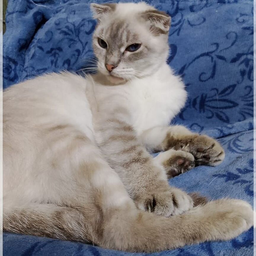 Шотландская вислоухая короткошёрстная, взрослая кошка