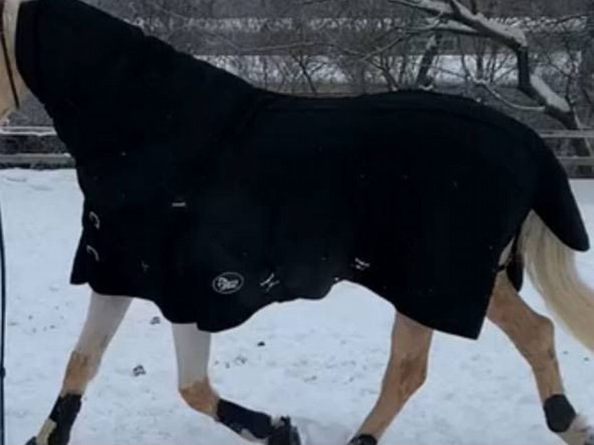 Попона зима + амуниция для лошади