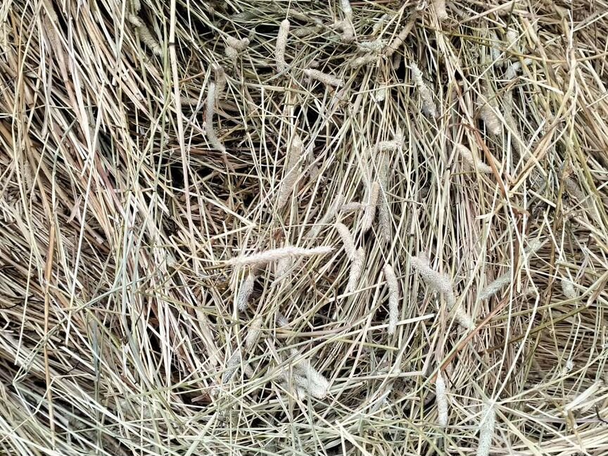 Сено в тюках люцерна,клевер,тимофеевка