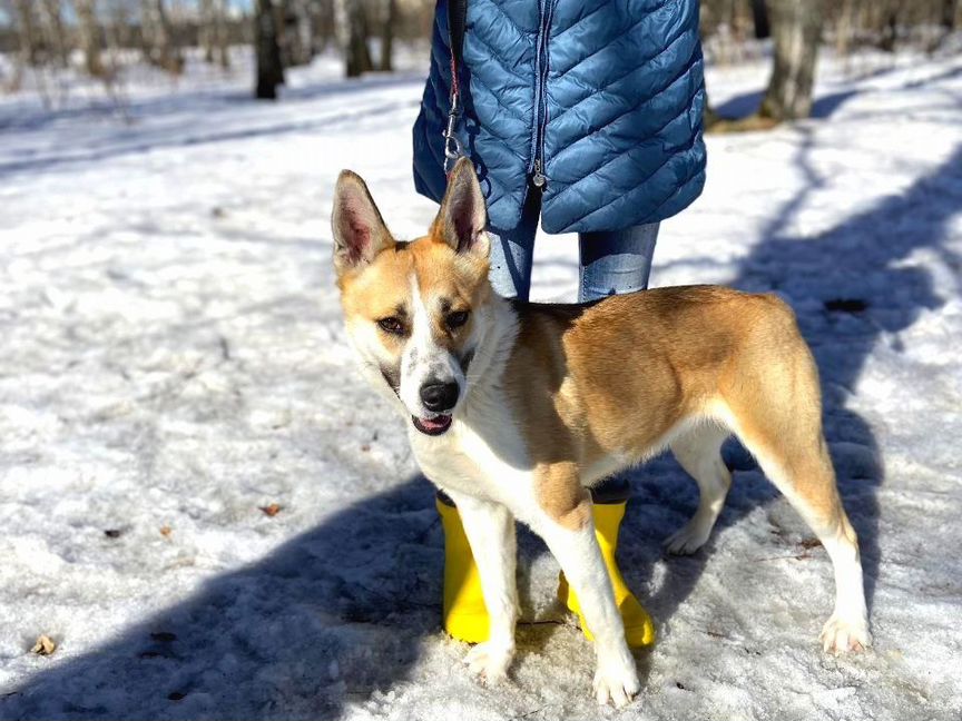 Собака скучает в приюте