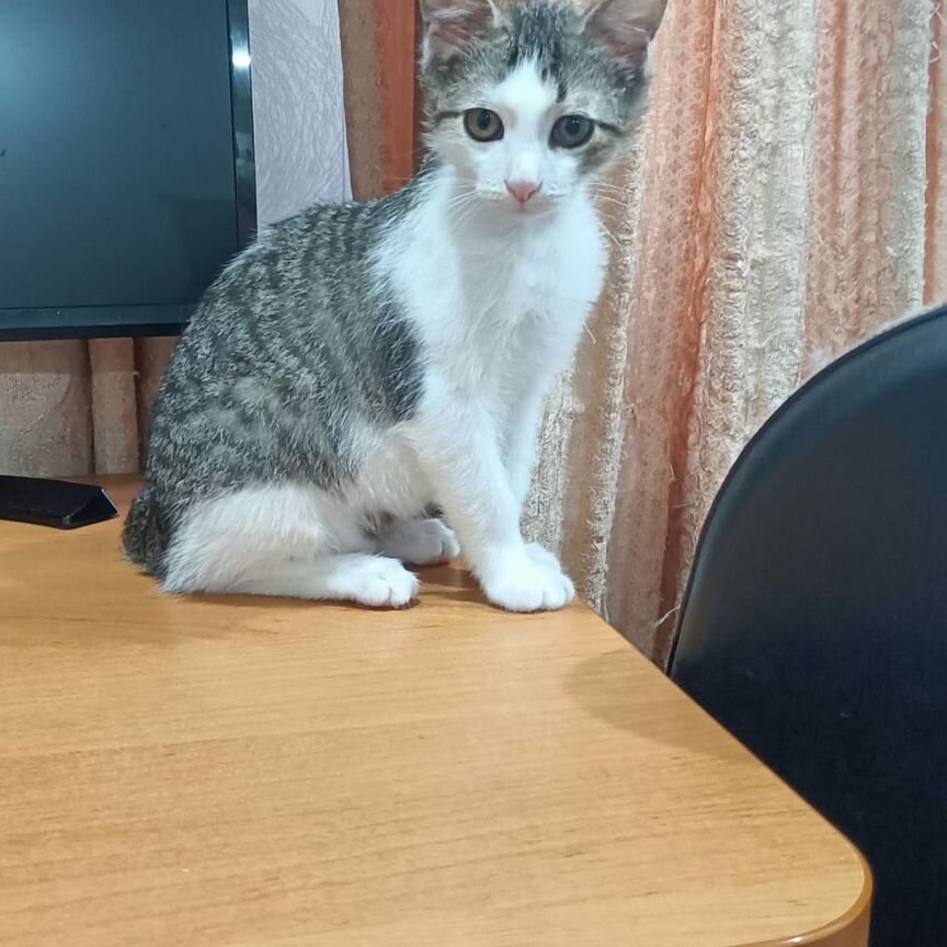 Молодой котик