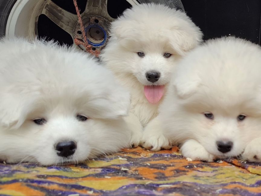 Самоед щенки