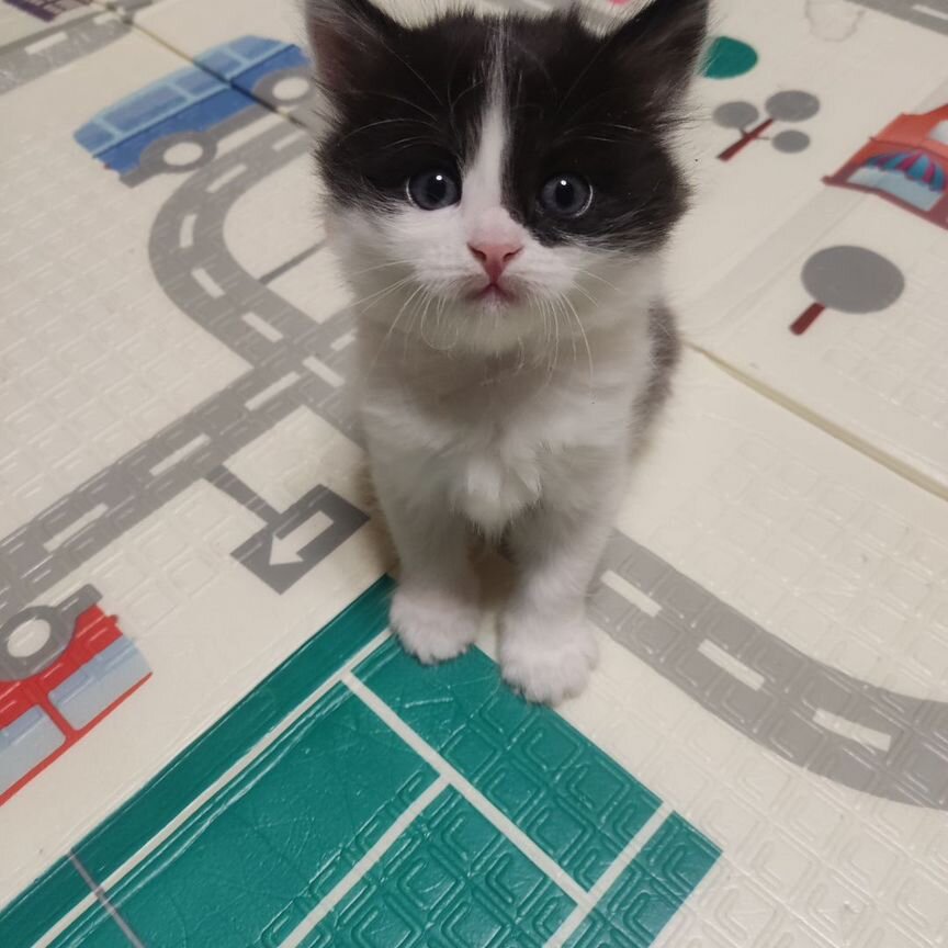 Котята