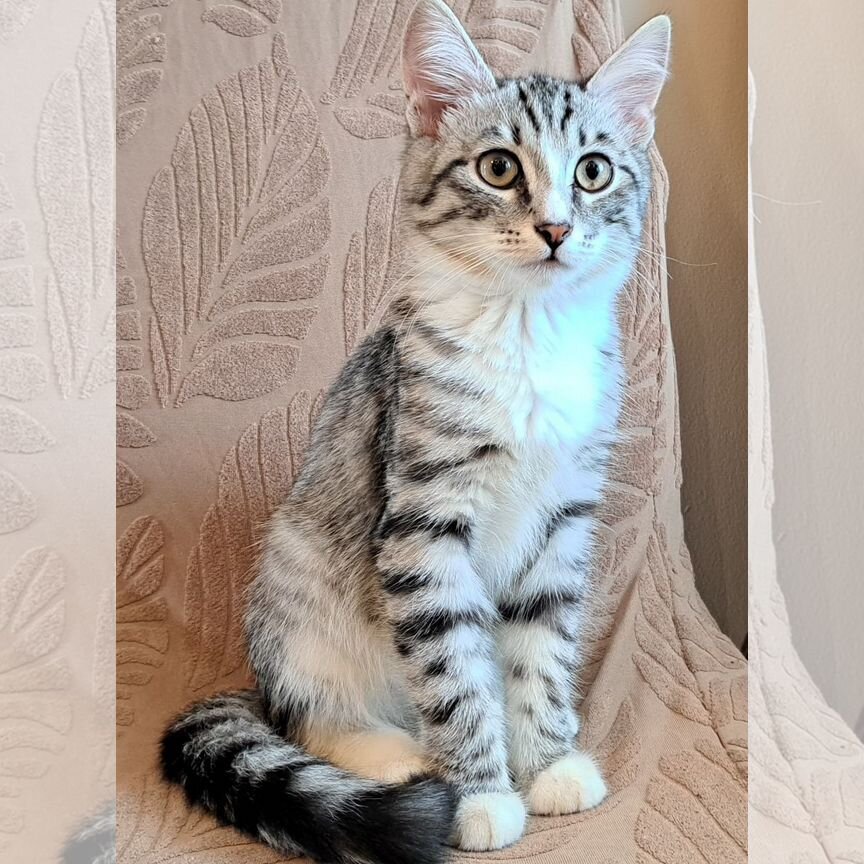 Котенок