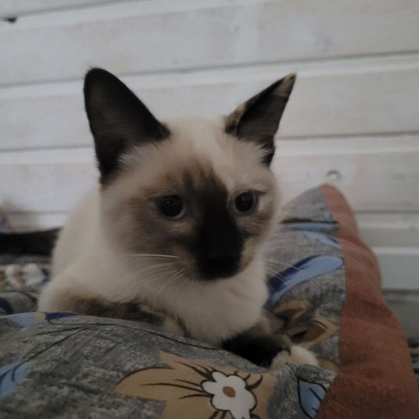 Кошечка ищет дом)