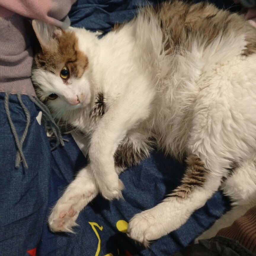 Взрослый кот в добрые руки