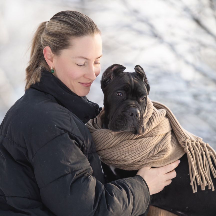 Кане-корсо, щенок