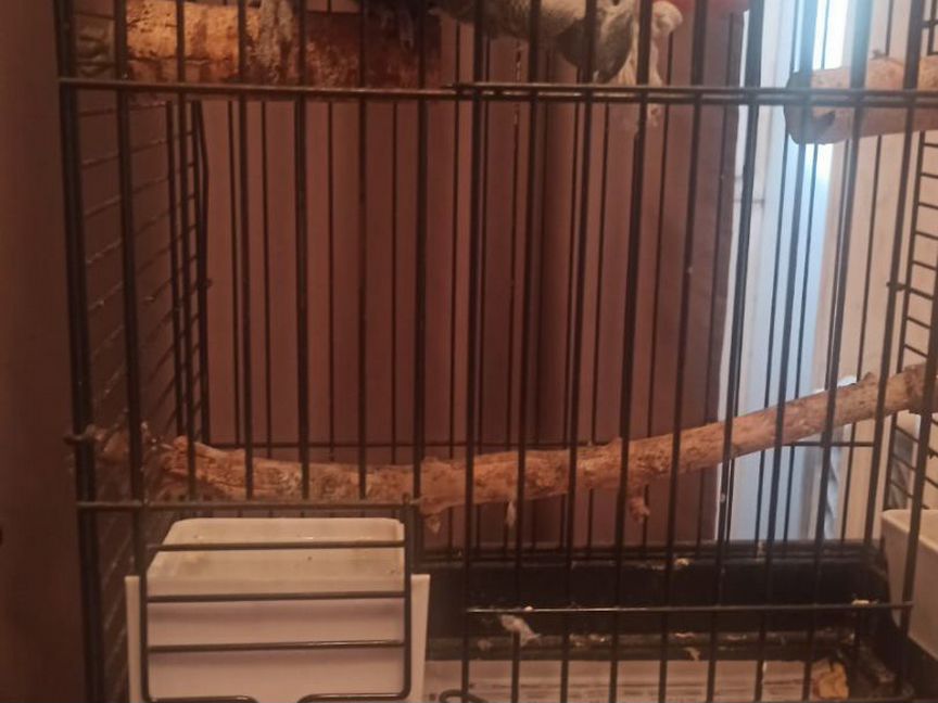 Попугай серый королевский