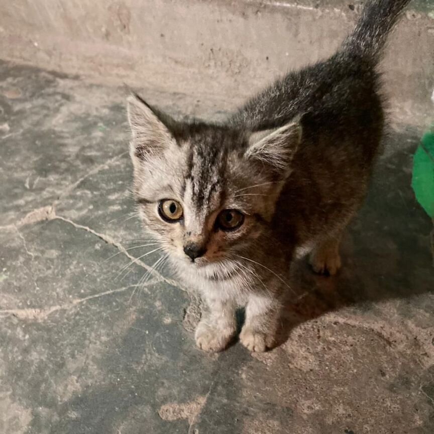 Котёнок Серафим