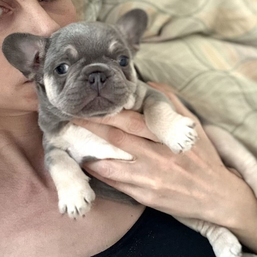 Французский бульдог, щенок