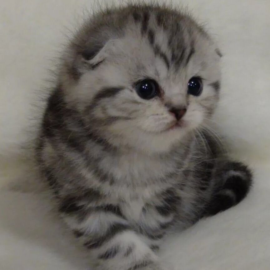 Шотландские милые котятки