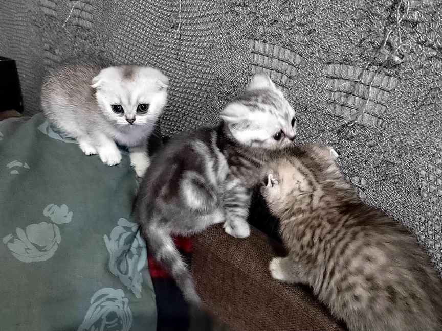 Домашние животные