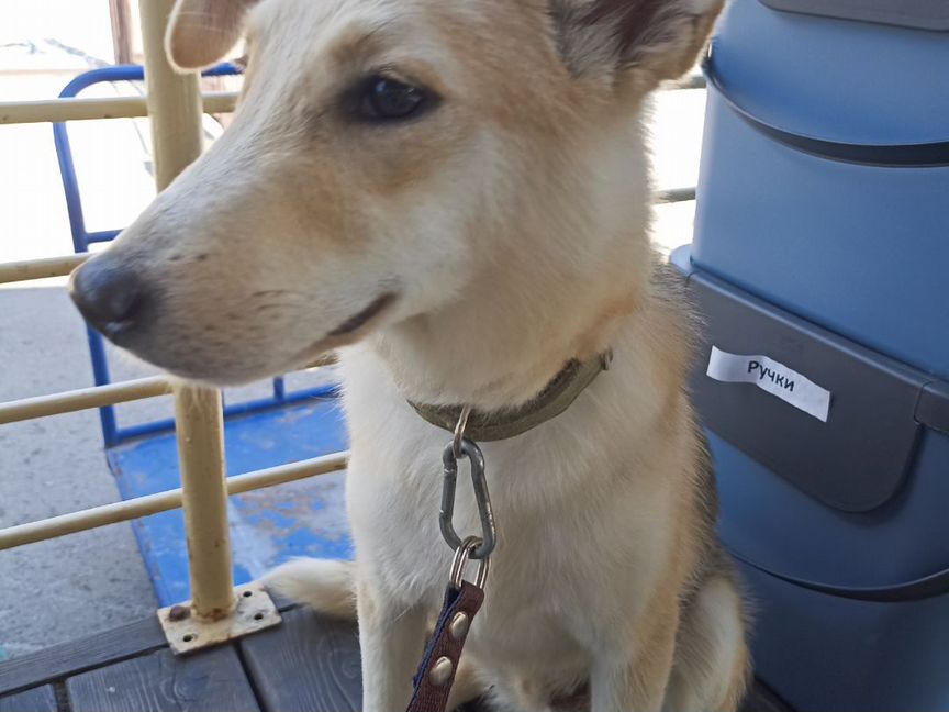 Собака маленькая в добрые руки