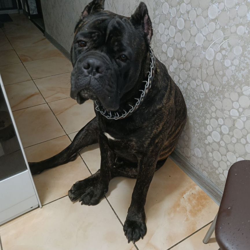 Кобель вязка кане корсо