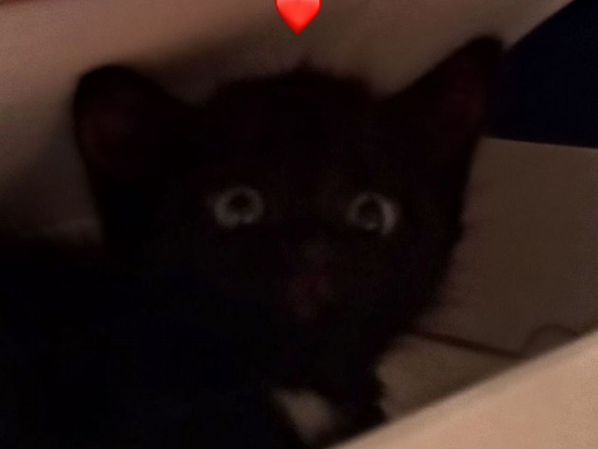 Кошечка с сердечком
