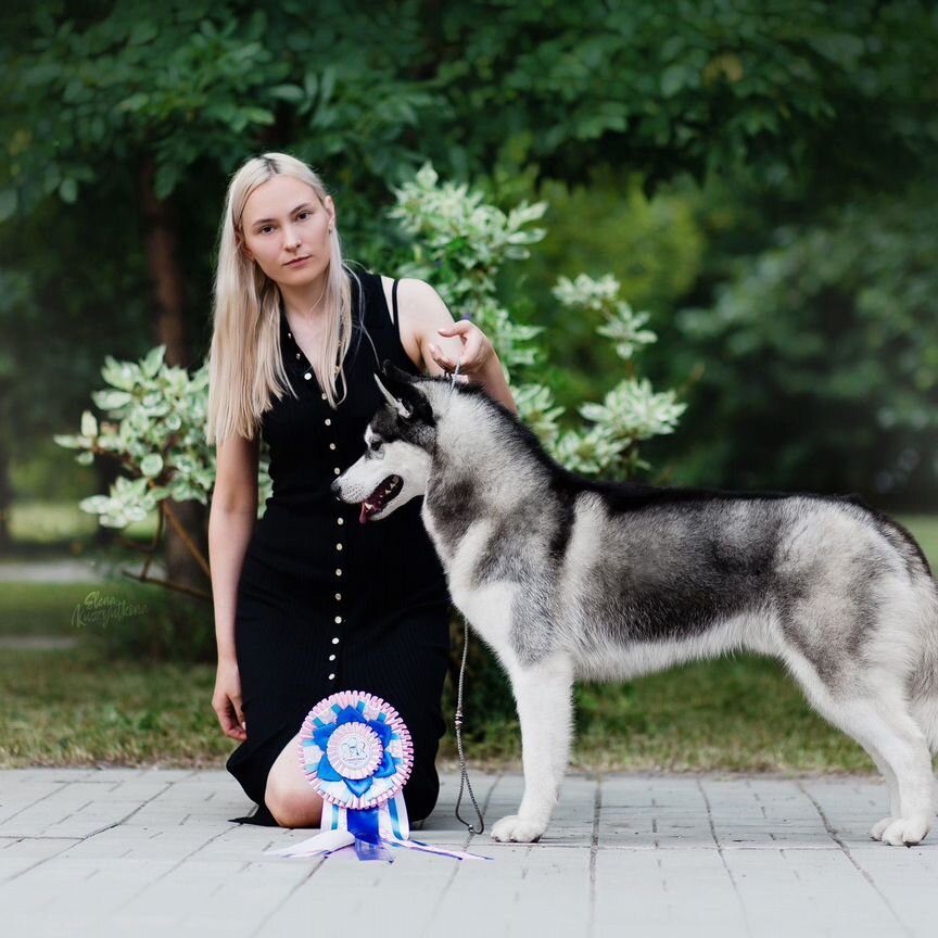 Сибирский хаски