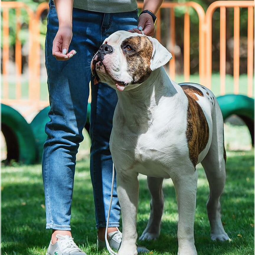 Американский бульдог вязка