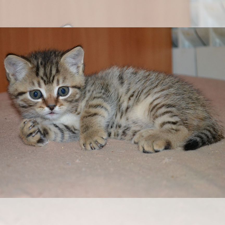 Котята