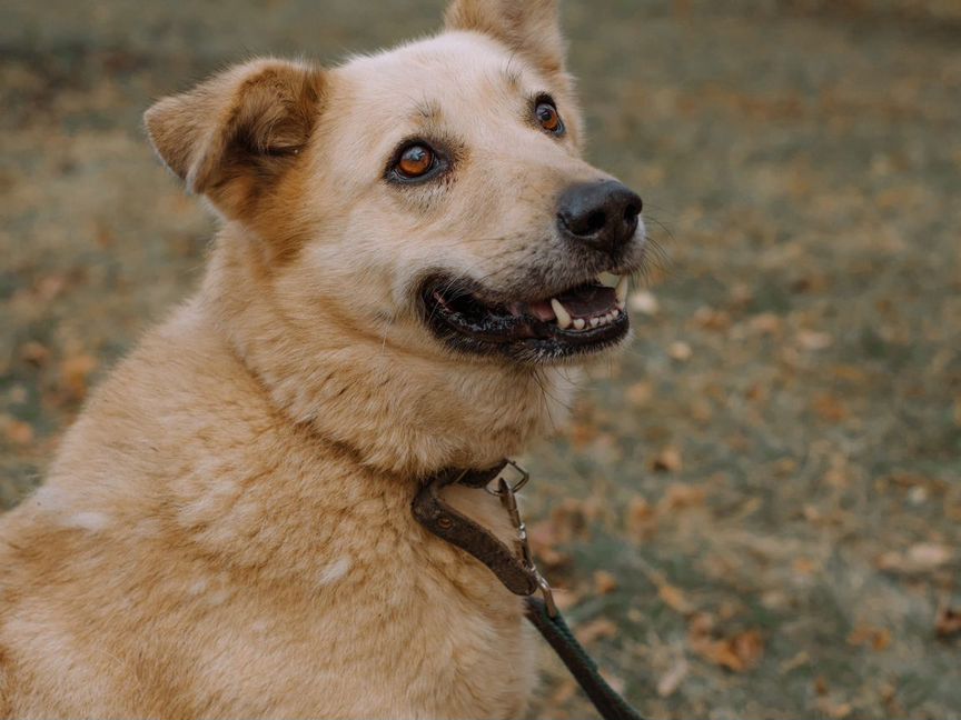 Милая собачка Боня из приюта в поисках дома