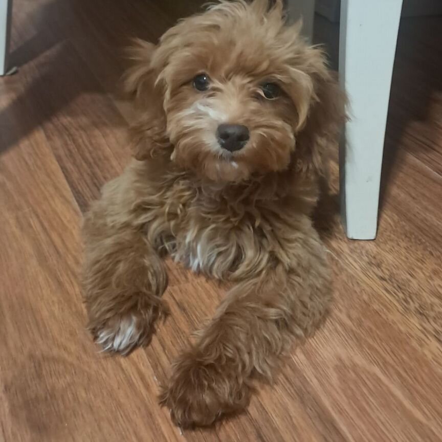 Мальтипу, щенок