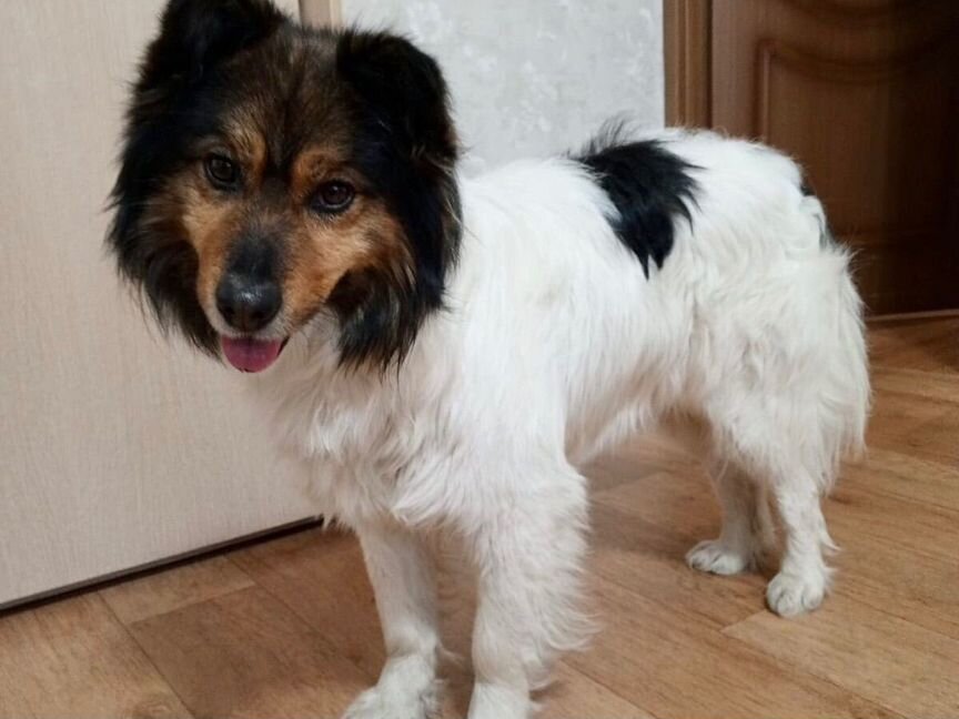 Небольшой славный песик Чарли ищет дом