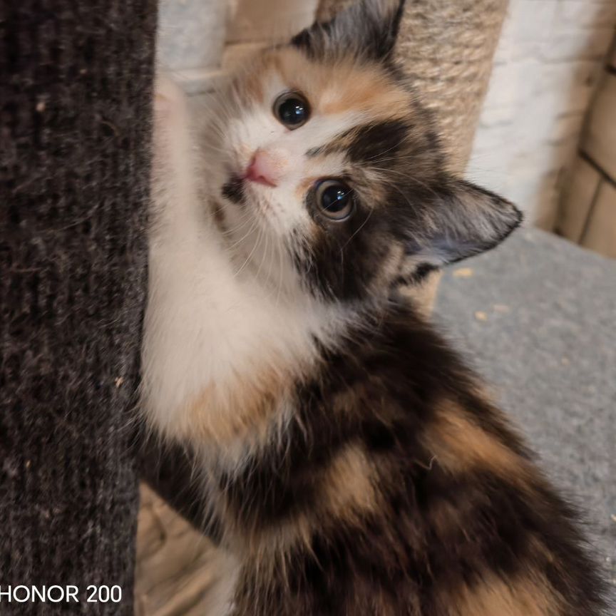 Котёнок в добрые руки