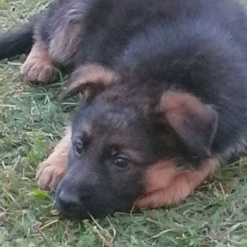 Немецкая овчарка