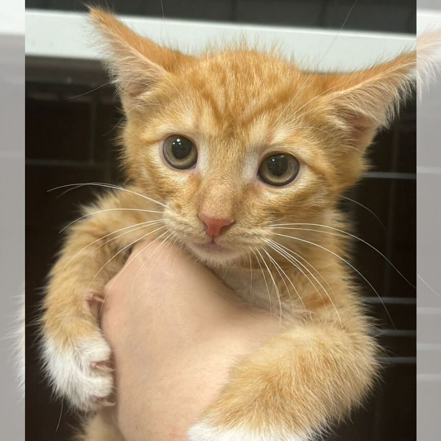 Рыжий котёнок живёт в клетке