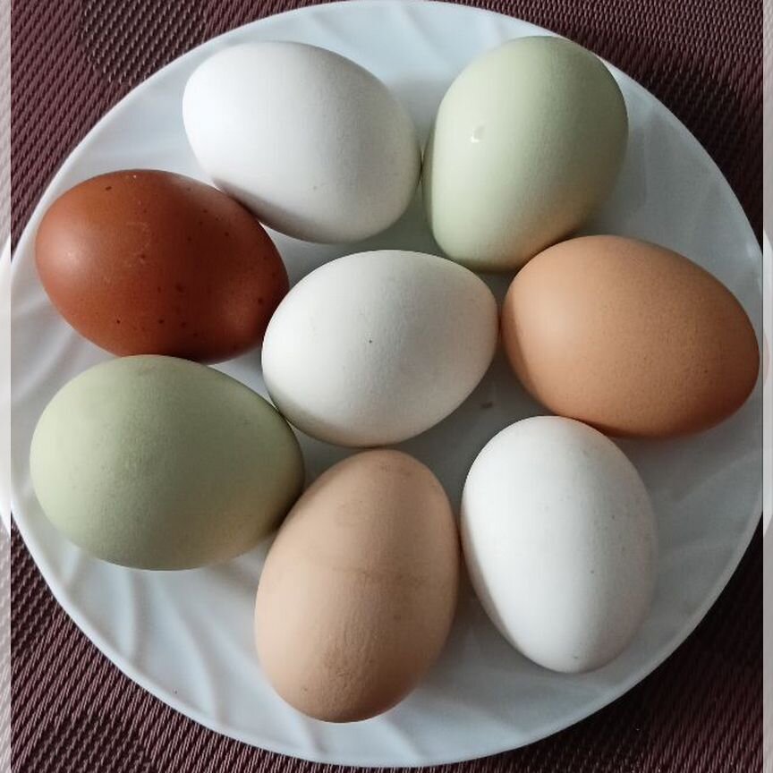 Куры молодки несушки