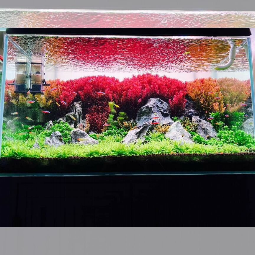 Оформление аквариума, коряги, растения, бонсай